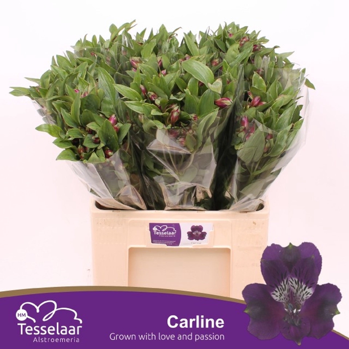 Home - Bloomgrossiste