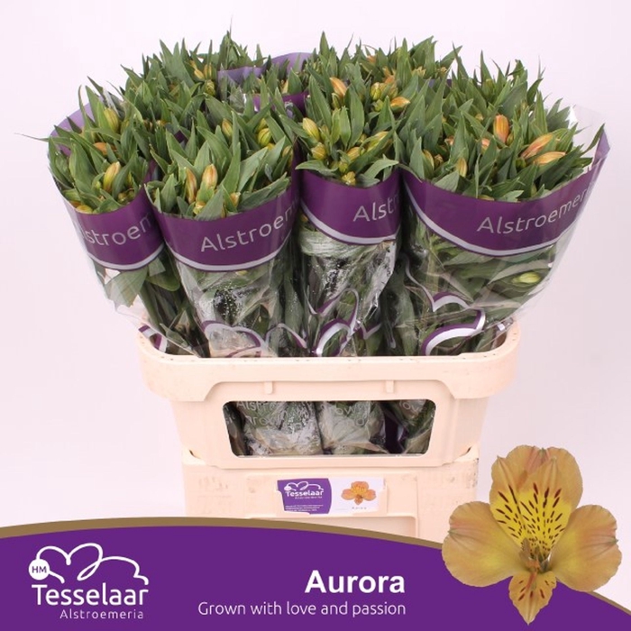 Alstromeria Aurora